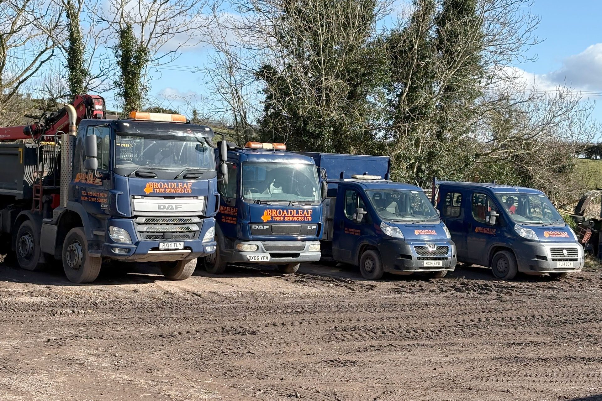 Home - Broadleaf Tree Services | Tree Surgeon Belfast