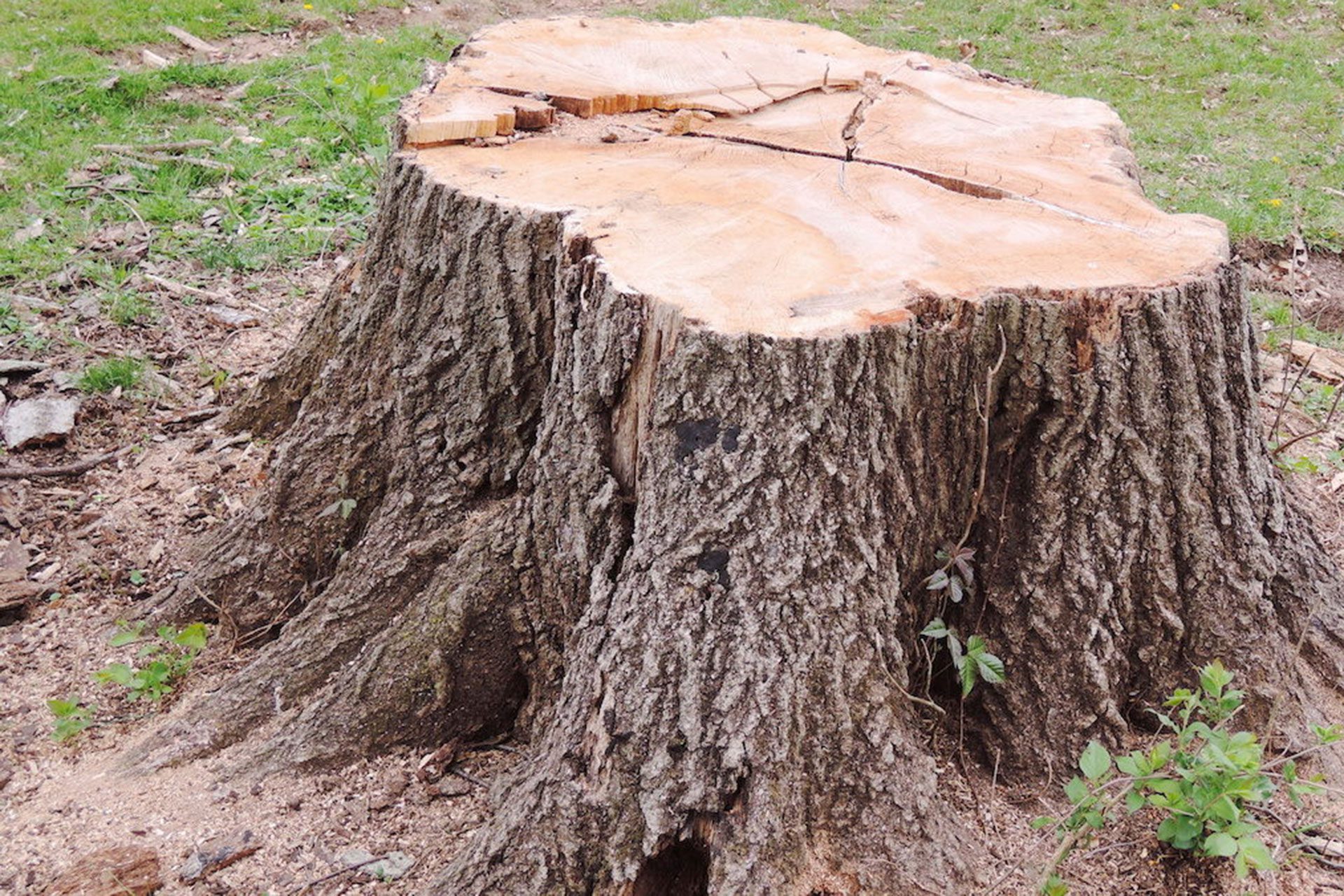 Stump Removal Belfast - Broadleaf Tree Services | Tree Surgeon Belfast